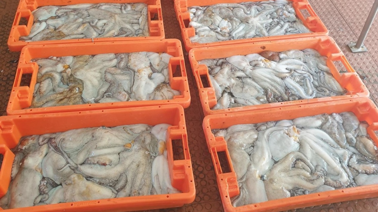 Apreendidos 130 quilos de polvo na Azenha do Mar - Correio Alentejo